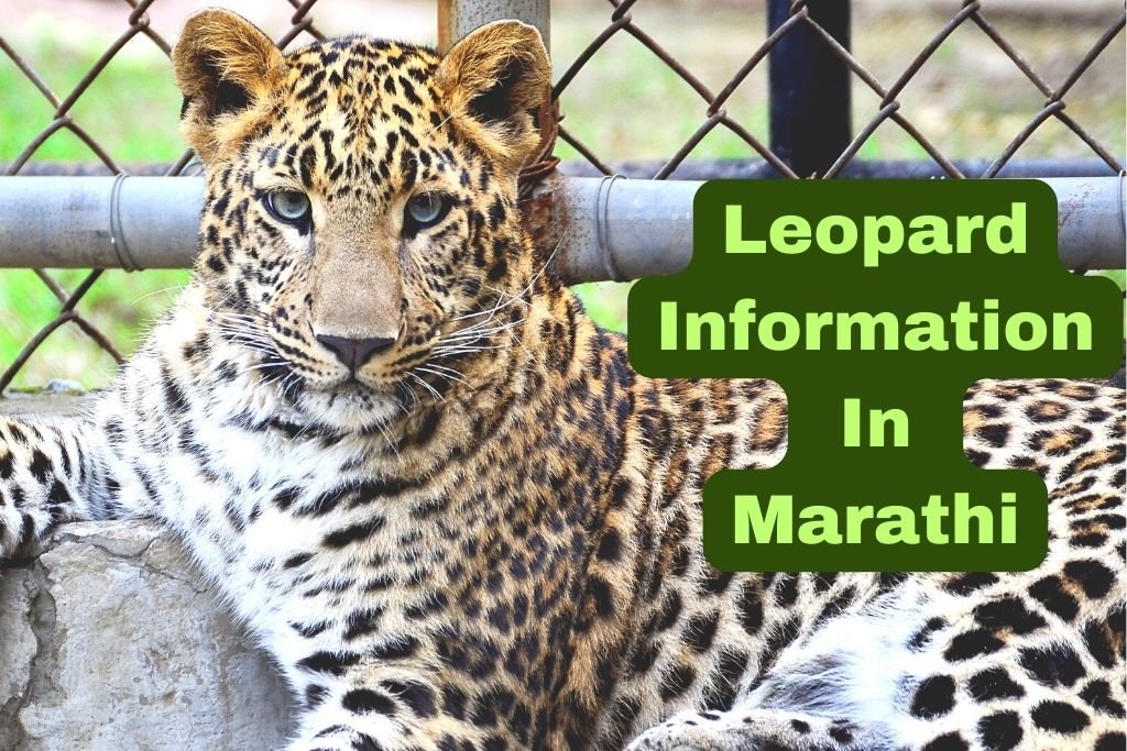 बिबट्याची संपूर्ण माहिती मराठी Leopard Information In Marathi