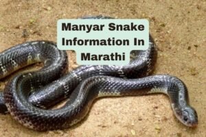 मण्यार सापाची संपूर्ण माहिती Manyar Snake Information In Marathi