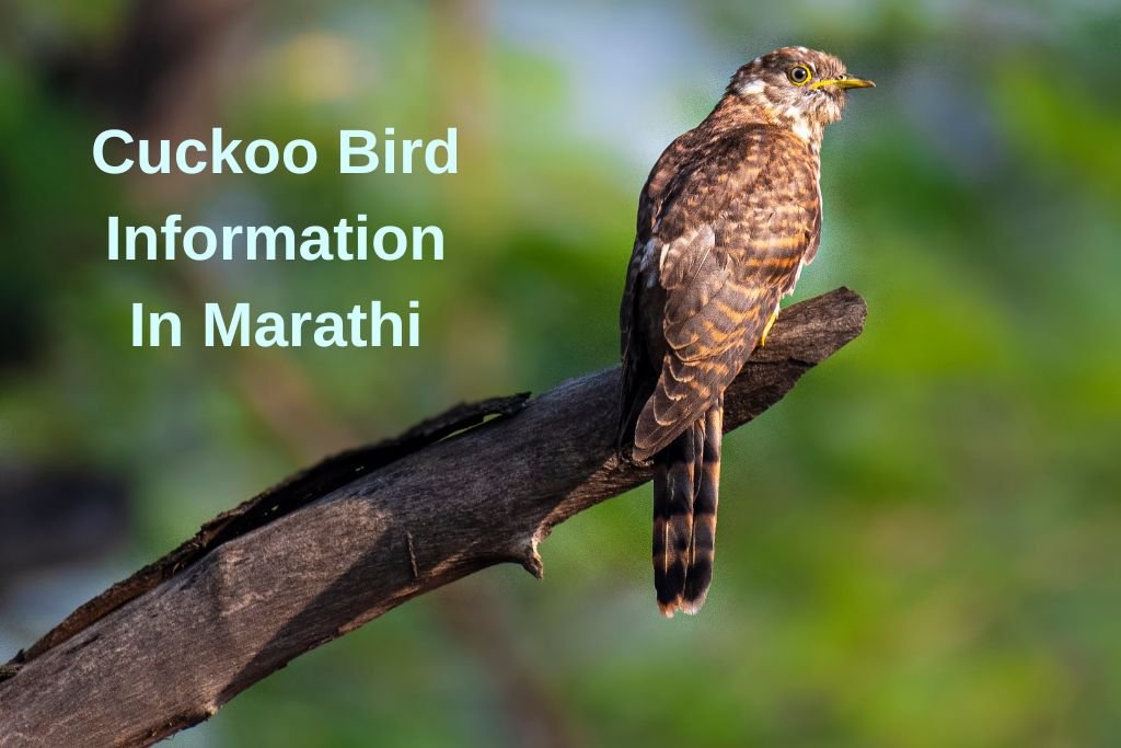 कोकिळा पक्षीची संपूर्ण माहिती Cuckoo Bird Information In Marathi