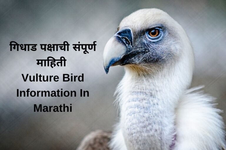 गिधाड पक्षाची संपूर्ण माहिती Vulture Bird Information In Marathi