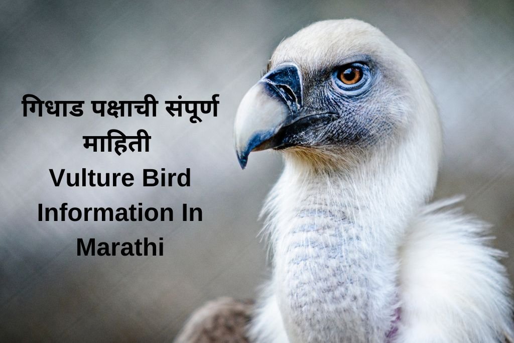 गिधाड पक्षाची संपूर्ण माहिती Vulture Bird Information In Marathi