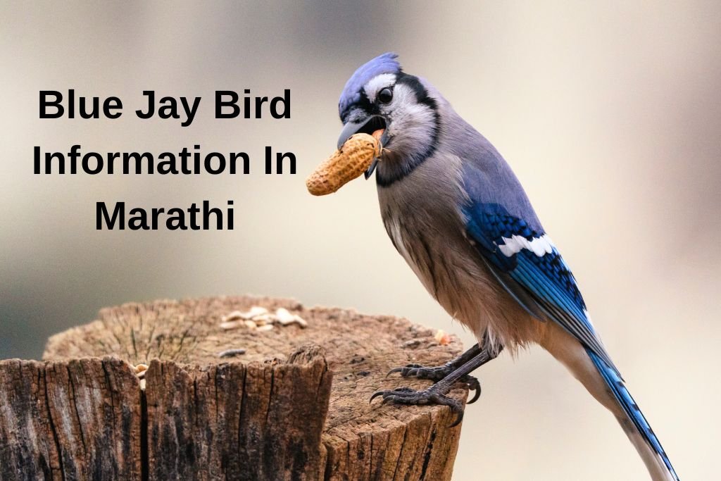 निलकंठ पक्षाची संपूर्ण माहिती मराठी Blue Jay Bird Information In Marathi