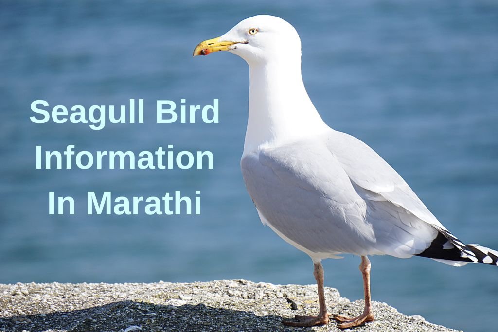 सीगल पक्ष्याची संपूर्ण महिती मराठी Seagull Bird Information In Marathi