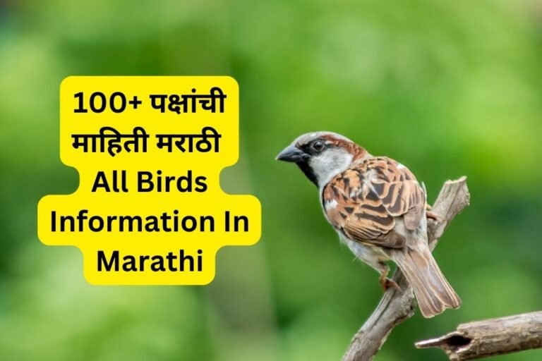 100+ पक्षांची माहिती मराठी All Birds Information In Marathi