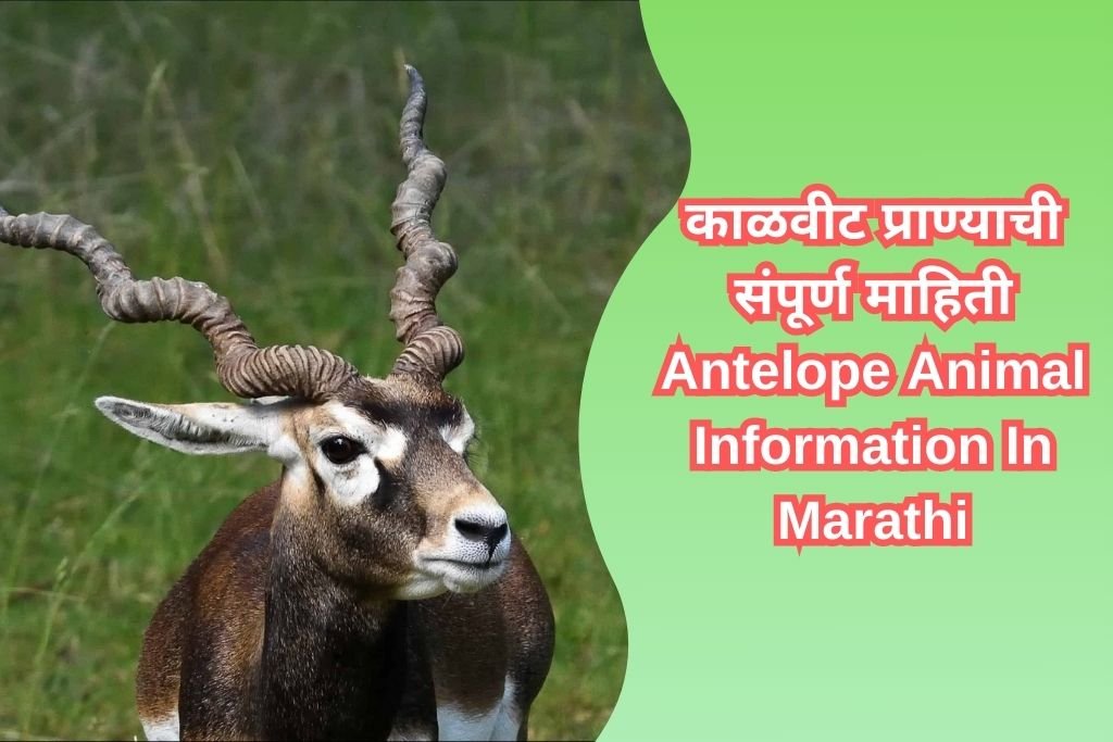 काळवीट प्राण्याची संपूर्ण माहिती Antelope Animal Information In Marathi
