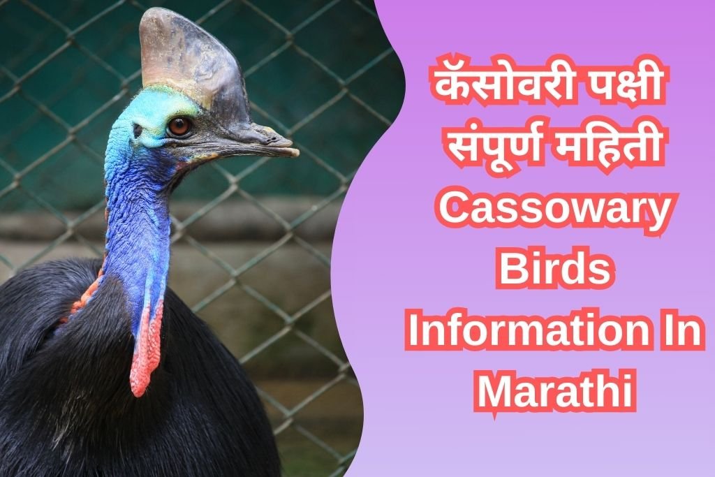 कॅसोवरी पक्षी संपूर्ण महिती Cassowary Birds Information In Marathi