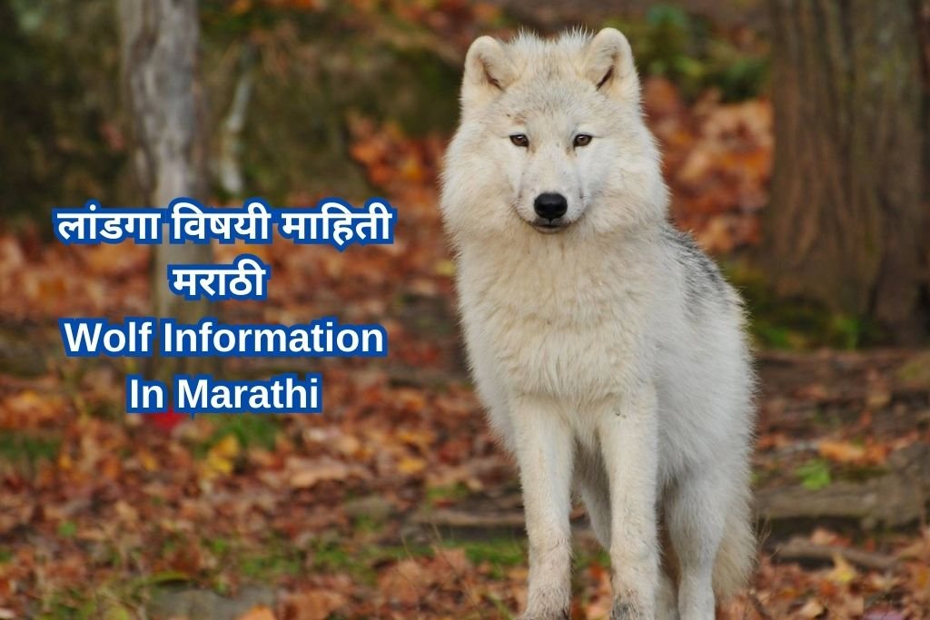 लांडगा विषयी माहिती मराठी Wolf Information In Marathi