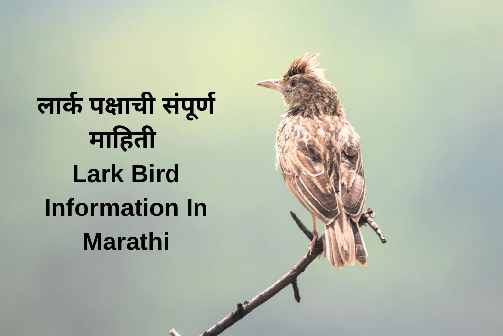 लार्क पक्षाची संपूर्ण माहिती Lark Bird Information In Marathi