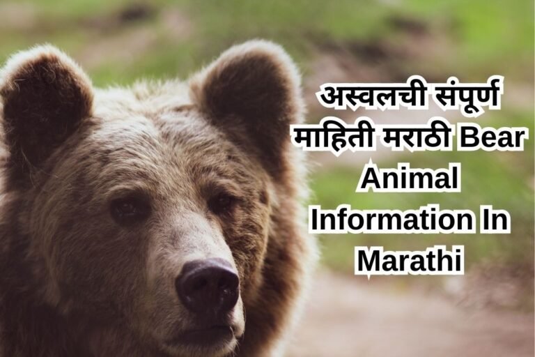 अस्वलची संपूर्ण माहिती मराठी Bear Animal Information In Marathi