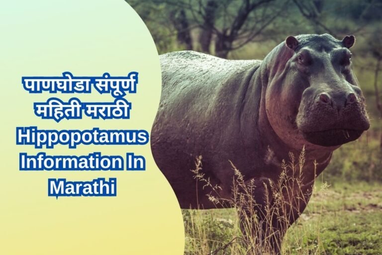 पाणघोडा संपूर्ण महिती मराठी Hippopotamus Information In Marathi
