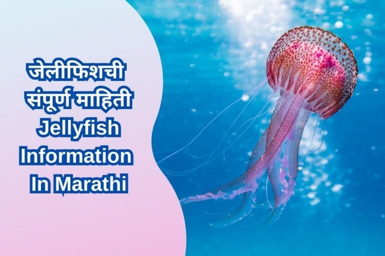 जेलीफिशची संपूर्ण माहिती Jellyfish Information In Marathi