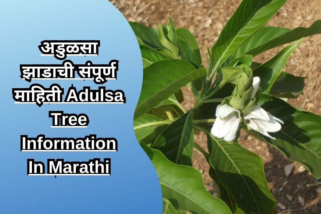 अडुळसा झाडाची संपूर्ण माहिती Adulsa Tree Information In Marathi