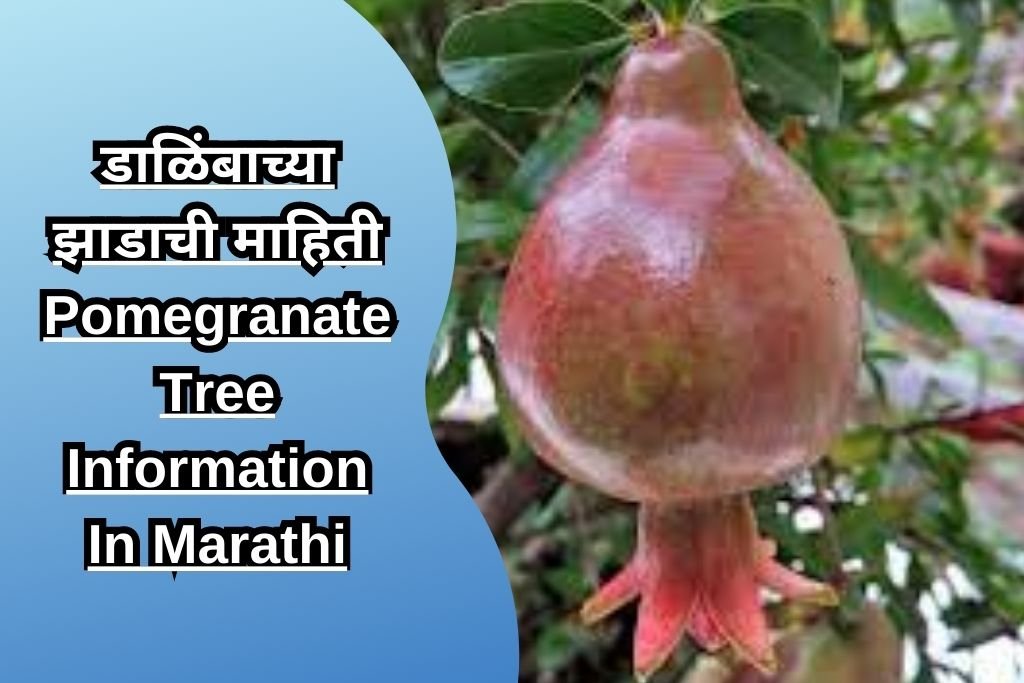 डाळिंबाच्या झाडाची माहिती Pomegranate Tree Information In Marathi