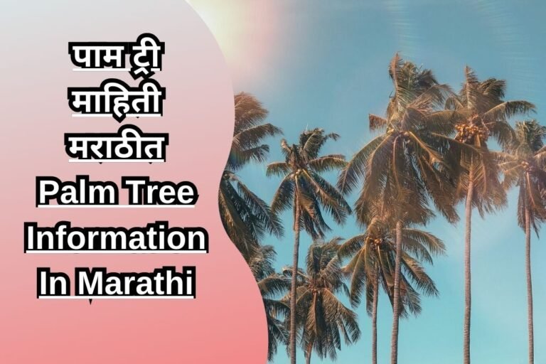 पाम ट्री माहिती मराठीत Palm Tree Information In Marathi