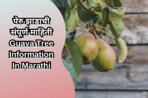 पेरु झाडाची संपूर्ण माहिती Guava Tree Information In Marathi