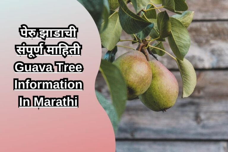 पेरु झाडाची संपूर्ण माहिती Guava Tree Information In Marathi