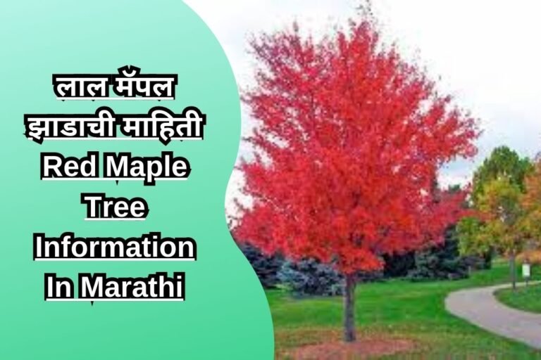  Red Maple Tree Information In Marathi